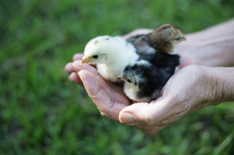 The basics of rearing chicks