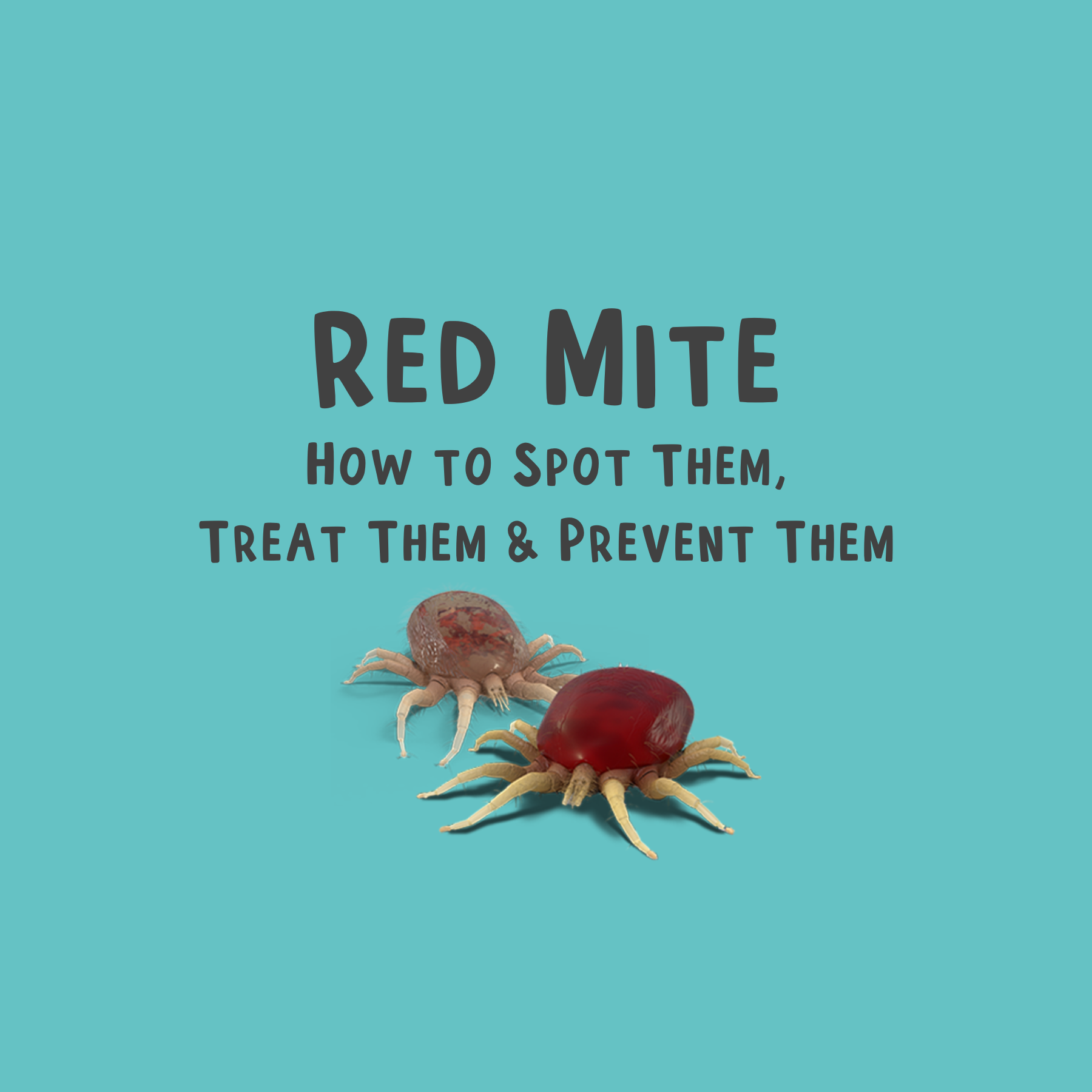 How to Prevent Red Mite | Red Mite Resistant Chicken Coops