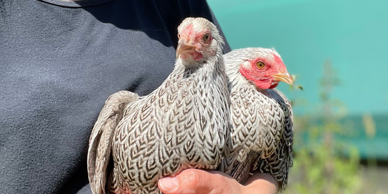 Hen New Hampshire Red Chicken [Complete Breed Profile]