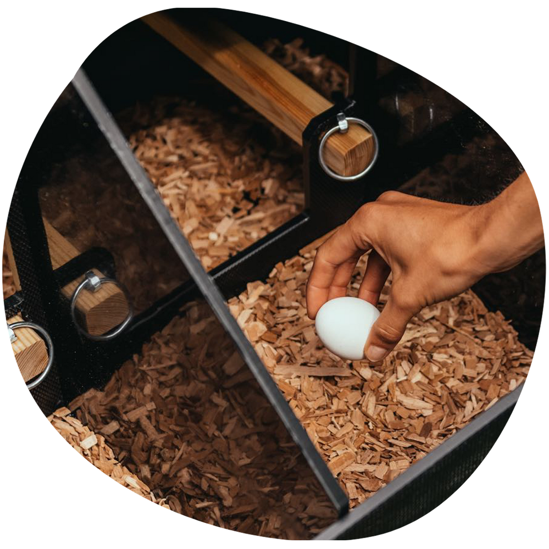 Plastic Chicken Coop | Discover The Nestera Lodge